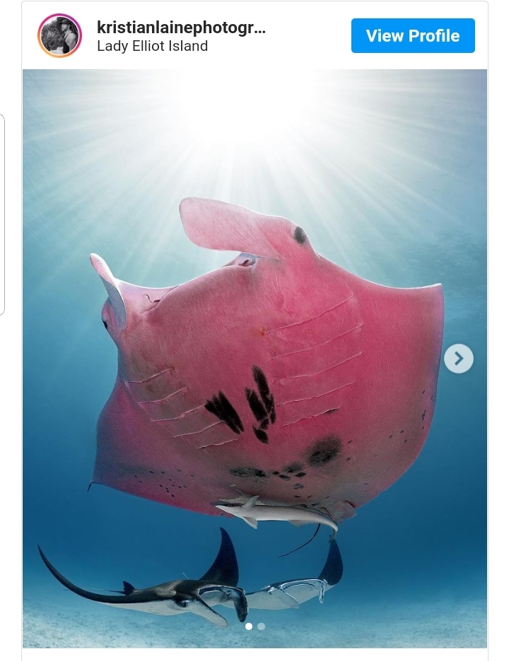 ***PHOTOS***Amazing Photos Captured of World’s ONLY Pink Manta Ray ...