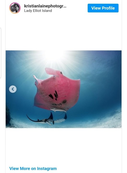 ***PHOTOS***Amazing Photos Captured of World’s ONLY Pink Manta Ray ...