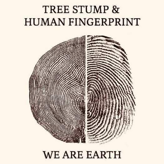 Tree Stump & Human Fingerprint. Life. | Leila World Blog