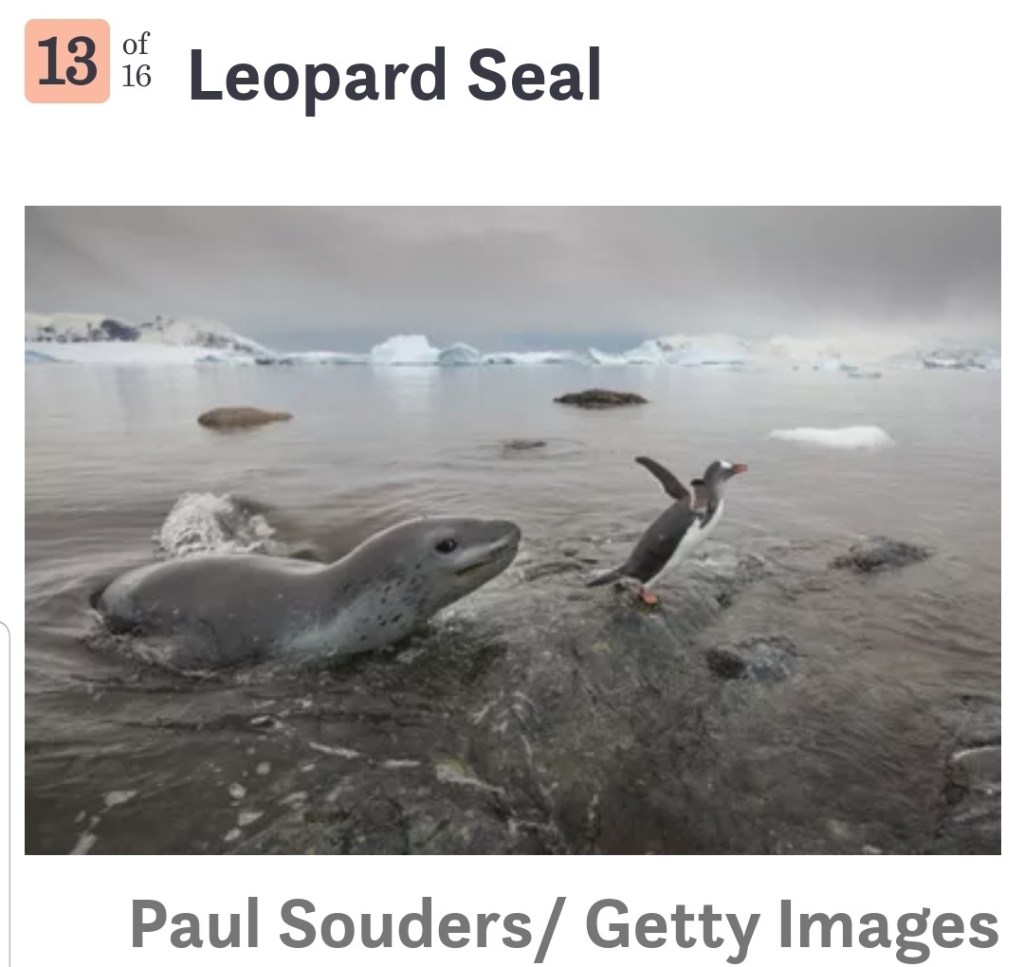 *APEX DISCOVERY* New Zealand mammal preying on sharks; ‘incredible ...