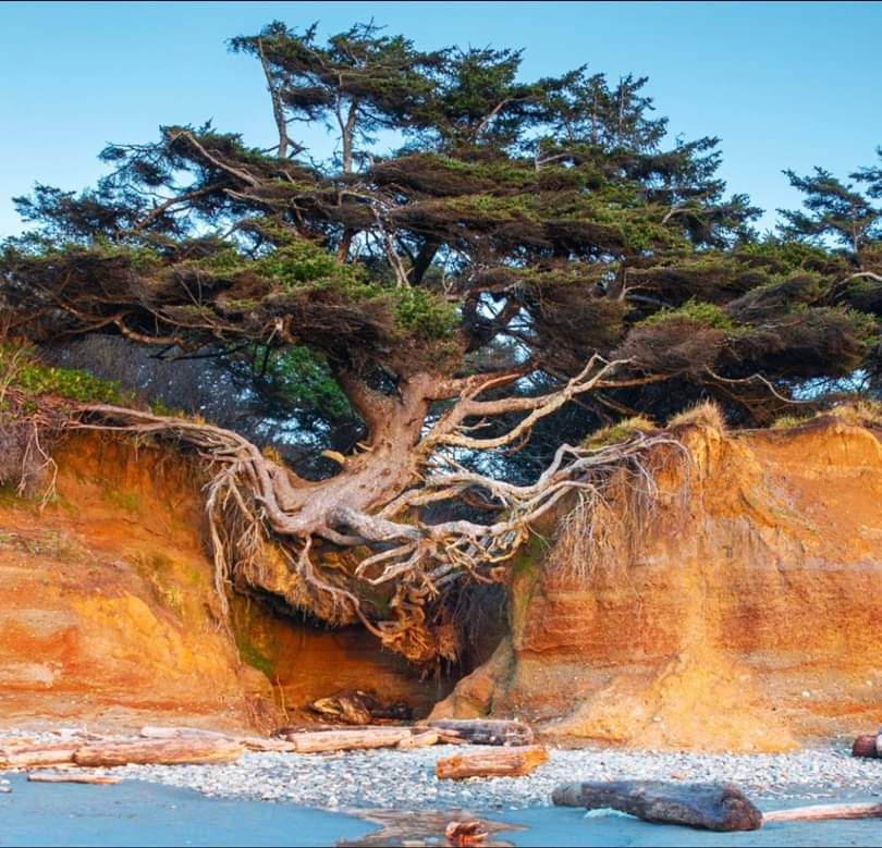 Washington State’s ‘Tree Of Life’ | Leila World Blog